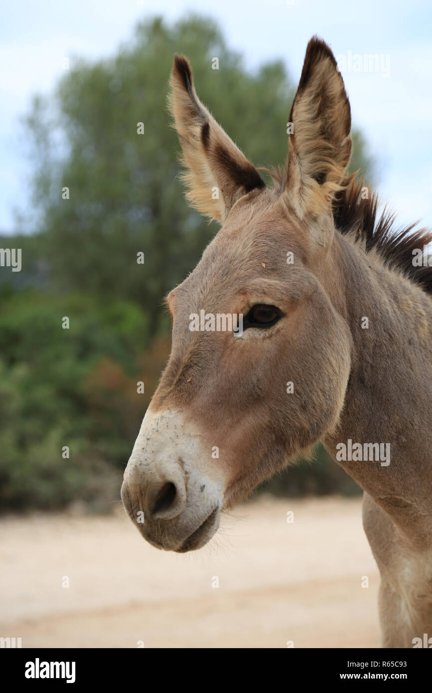 sardinia - italy - donkey Stock Photo - Alamy