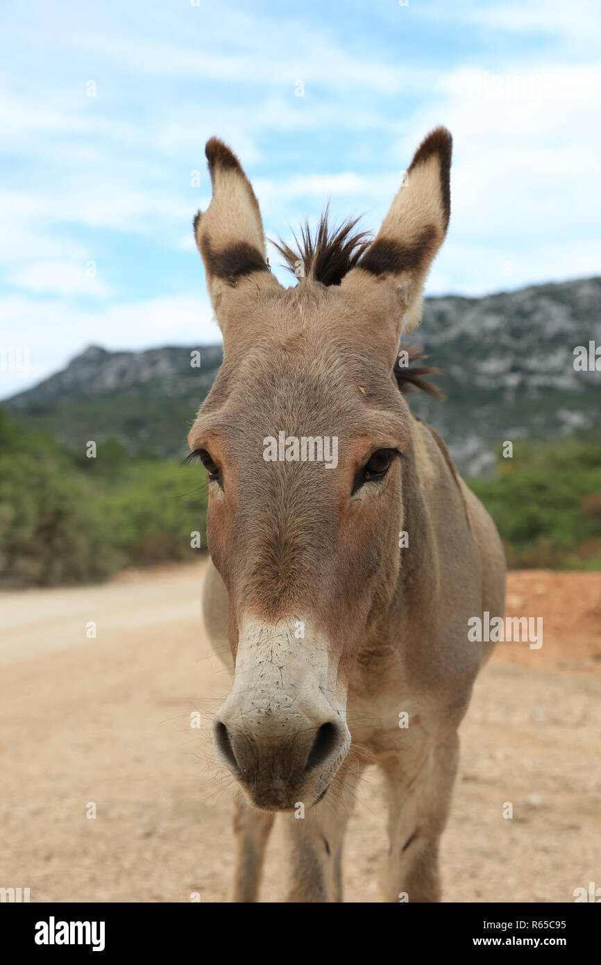sardinia - italy - donkey Stock Photo - Alamy