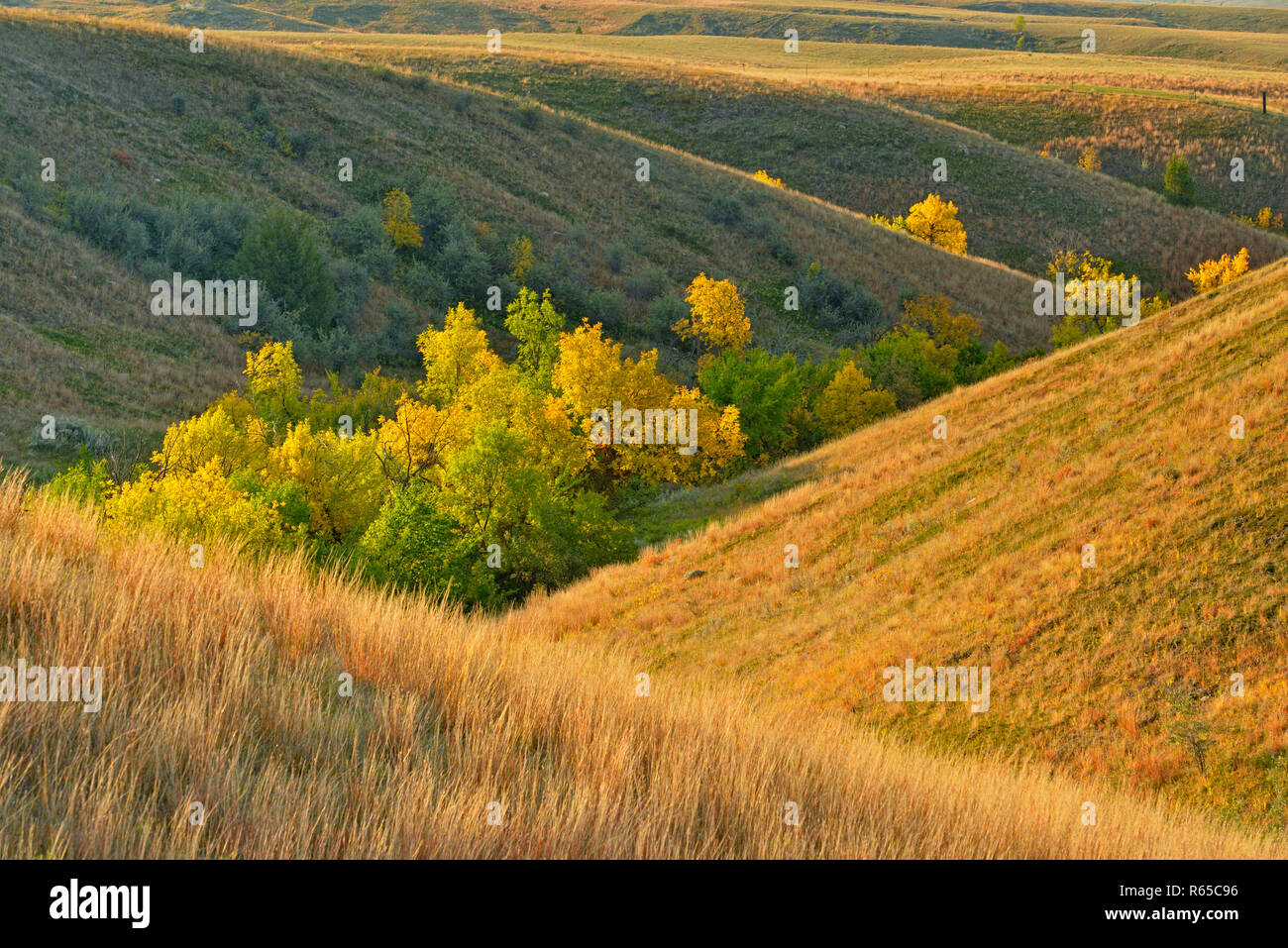 Green ash trees in the coulees in autumn colour, Fort Peck Indian ...