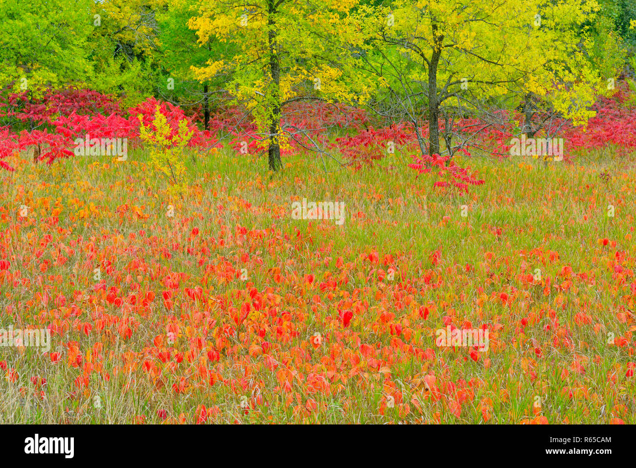 Autumn sumac with poison ivy and ash trees, Cass Lake, Minnesota, USA ...