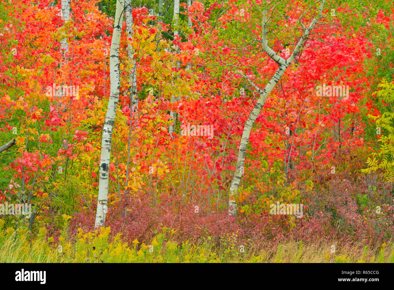 Early autumn colour, near Marquette, Michigan, USA Stock Photo - Alamy