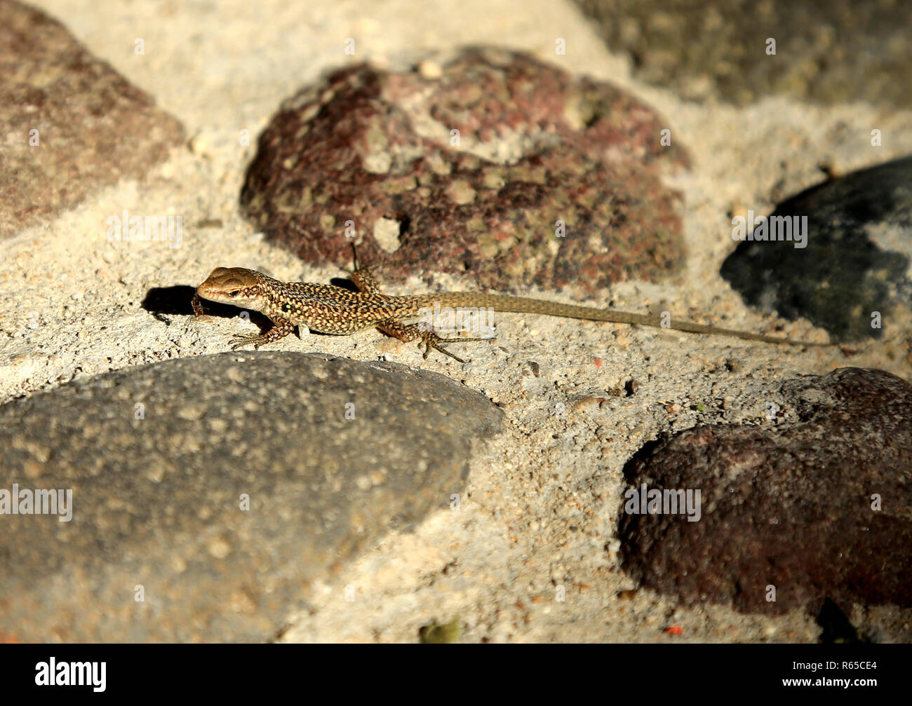 sardinia - italy - lizard Stock Photo - Alamy