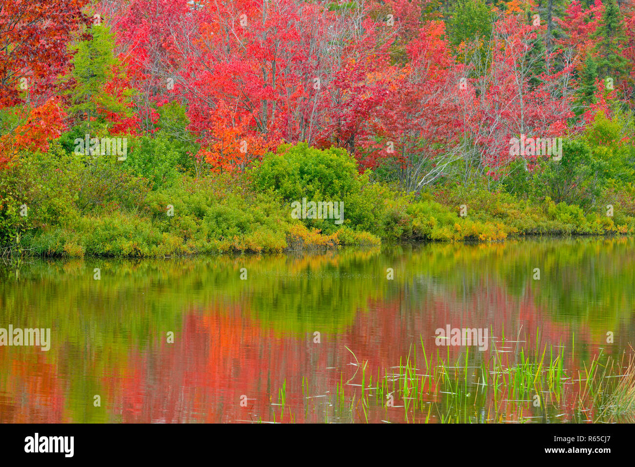 Autumn foliage at the edge of a creek, Lake Superior State Forest, near ...