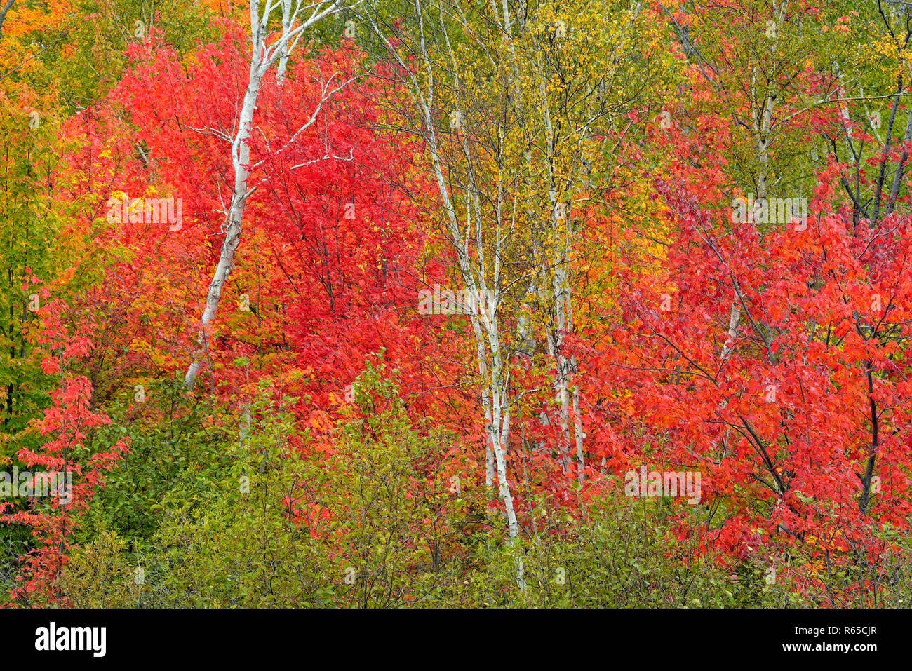 Foliage mixed forests hi-res stock photography and images - Alamy