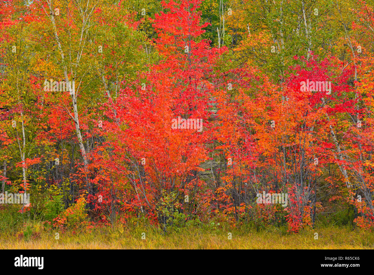 Foliage and foliage mixed forests hi-res stock photography and images ...
