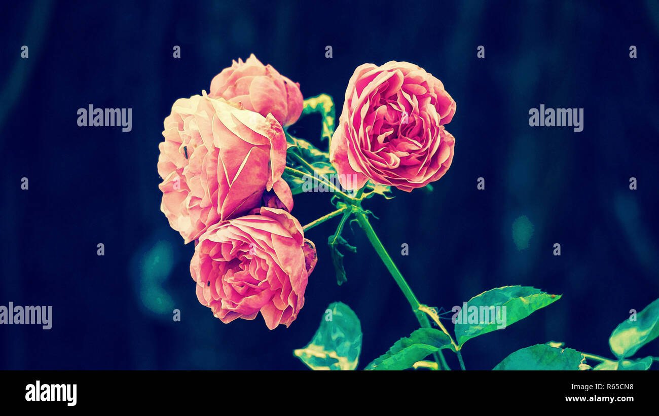 Spanish pattern vector hi-res stock photography and images - Alamy