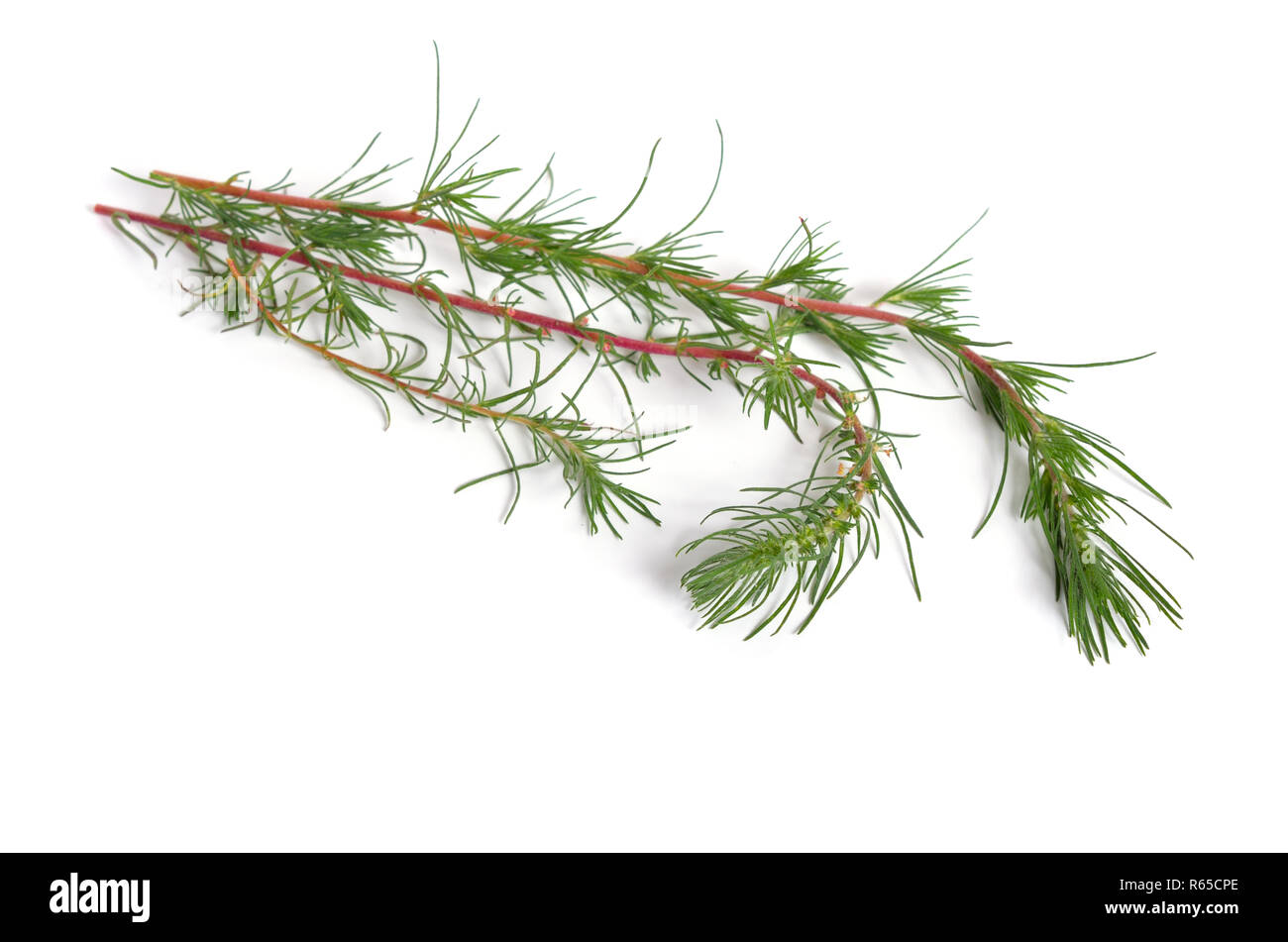 Kochia prostrata twigs. Isolated on white background Stock Photo - Alamy