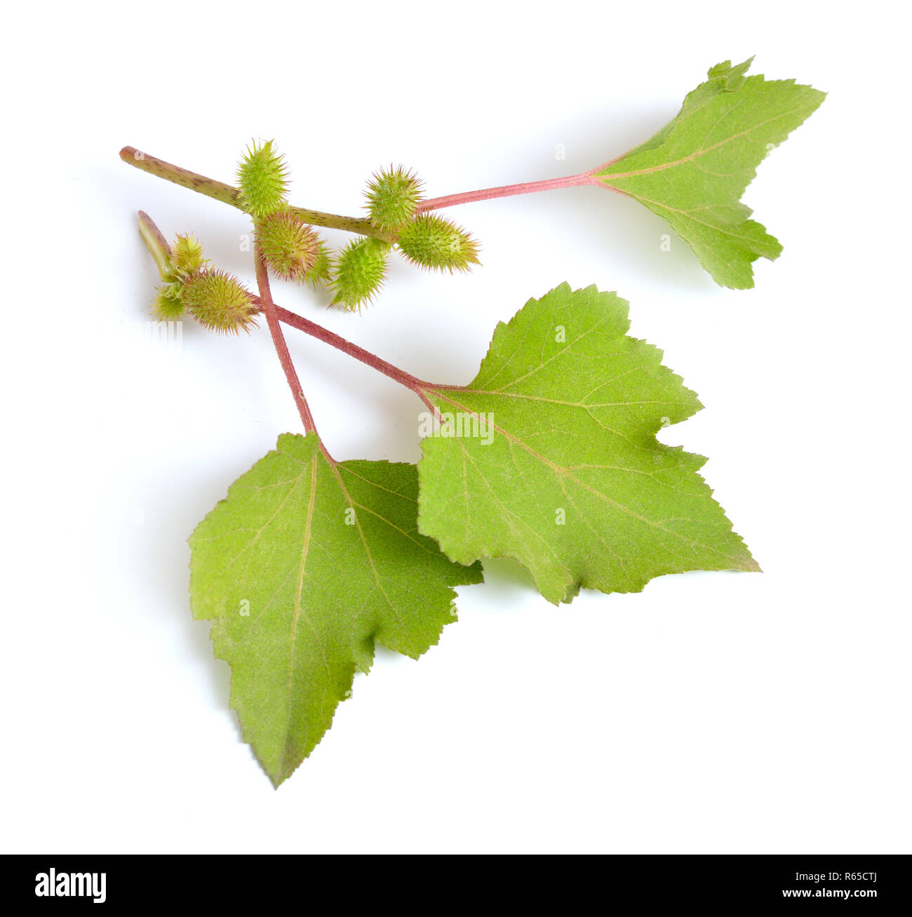 Cocklebur Cut Out Stock Images & Pictures - Alamy