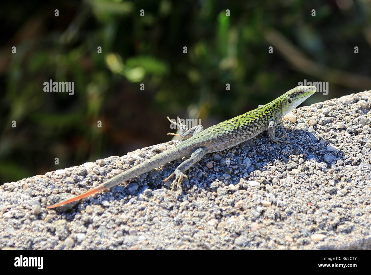 sardinia - italy - lizard Stock Photo - Alamy
