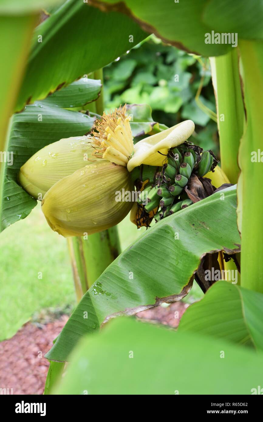bananas (latin musa),obsolete paradise figs,inflorescence,fruit stand ...