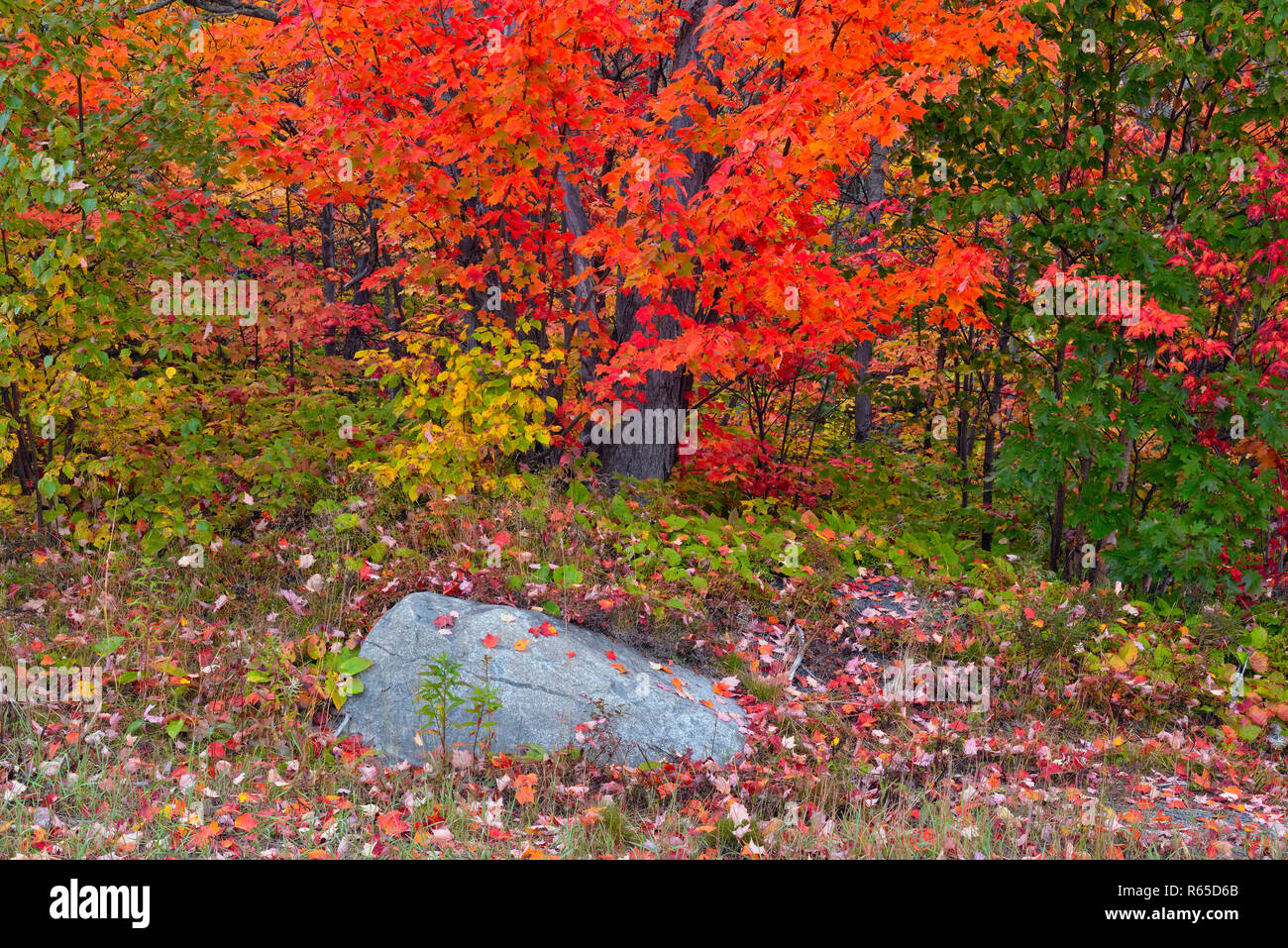 Diverse foliage with mixed species hi-res stock photography and images ...