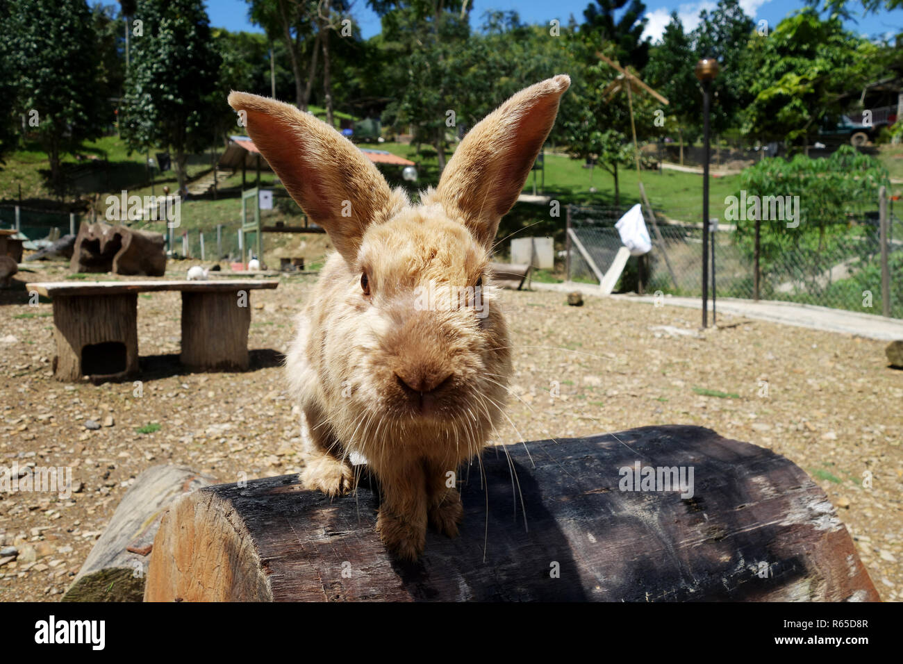 Cute rabbit in outdoor Stock Photo - Alamy