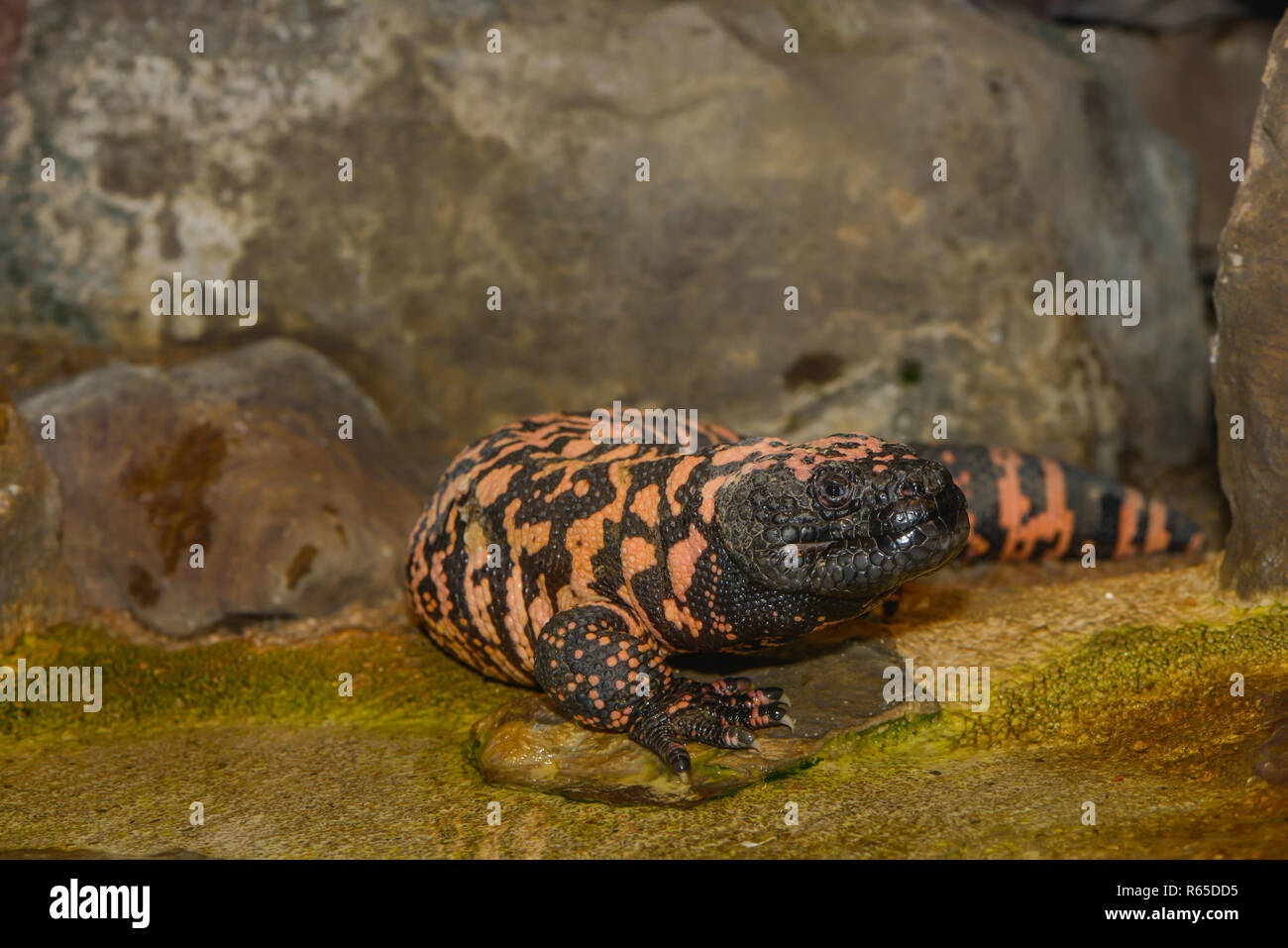 Helodermatidae hi-res stock photography and images - Alamy