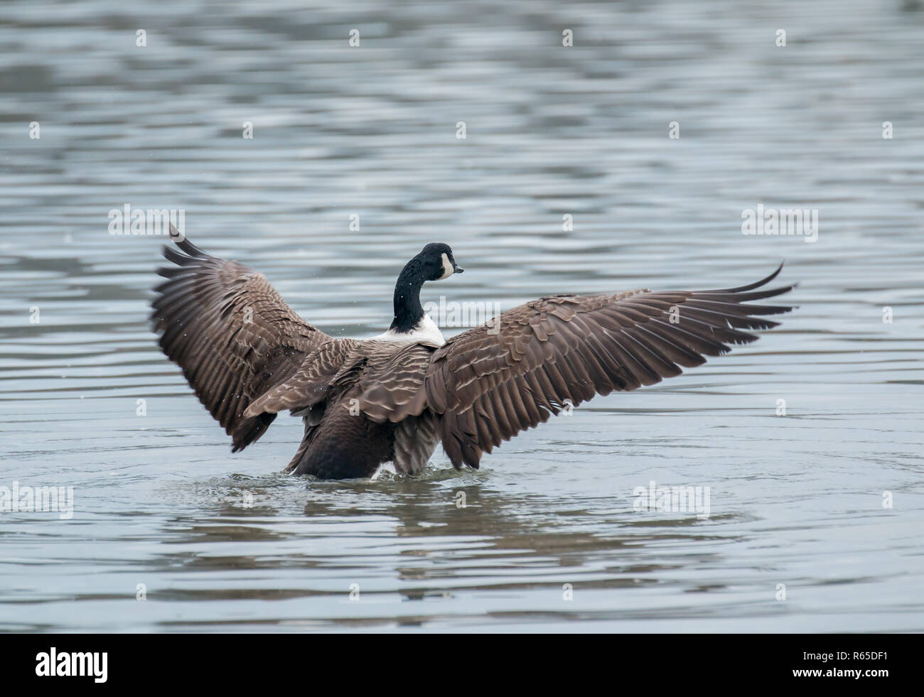 Canada goose bathing hi-res stock photography and images - Alamy