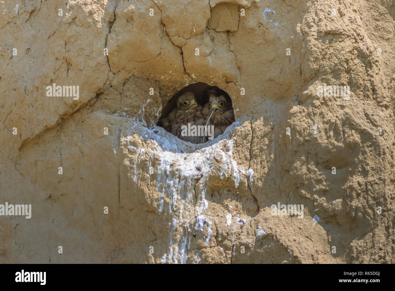 Young common kestrel falco hi-res stock photography and images - Alamy