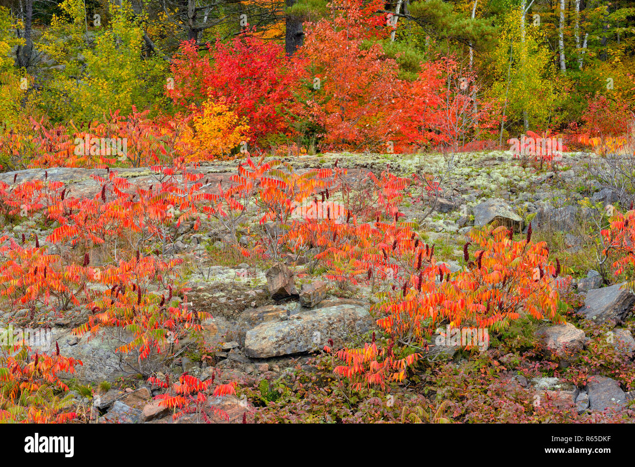 Sumac trees hi-res stock photography and images - Alamy