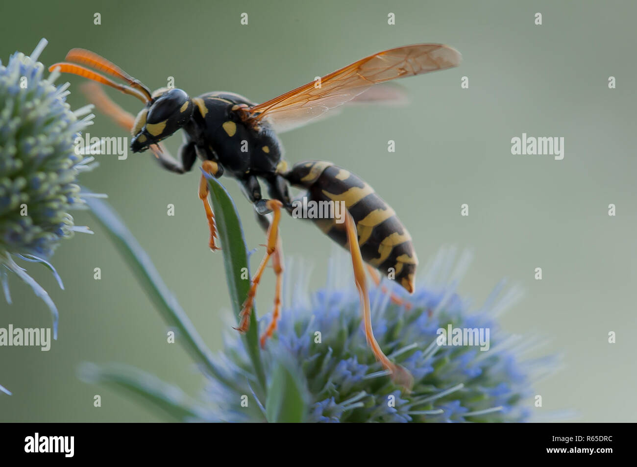 yellowjacket at work Stock Photo - Alamy