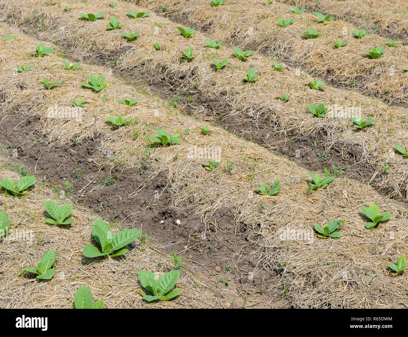 Young tobbaco plant Stock Photo - Alamy