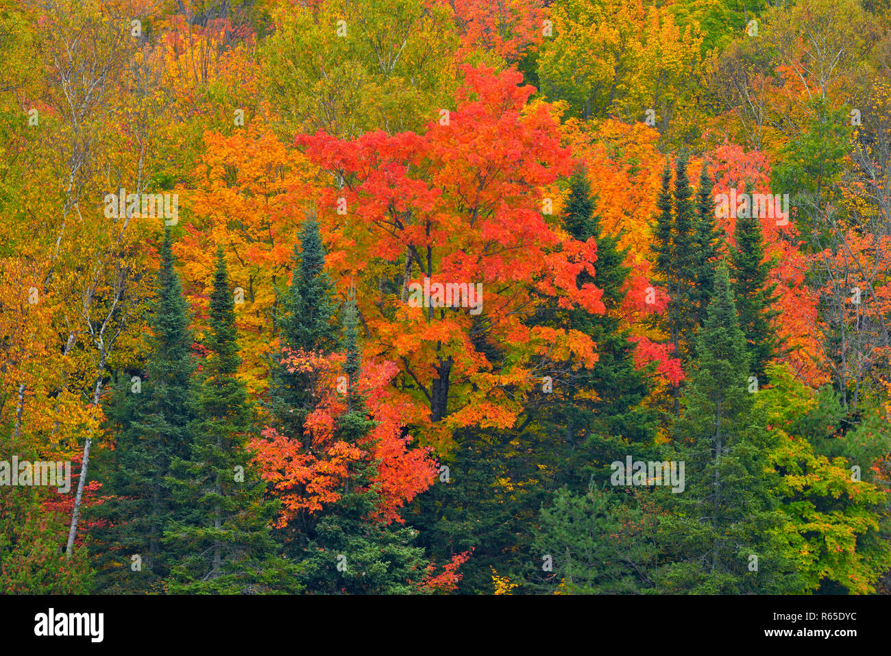 Autumn foliage at the edge of a wetland, Shawanaga First Nation ...