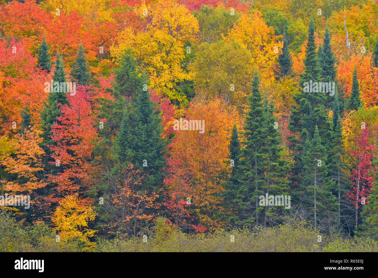 Shawanaga hi-res stock photography and images - Alamy