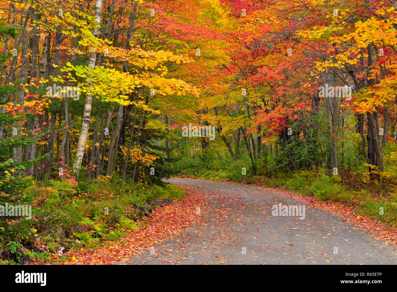 Chikanishing Road and autumn hardwoods, Killarney Provincial Park ...