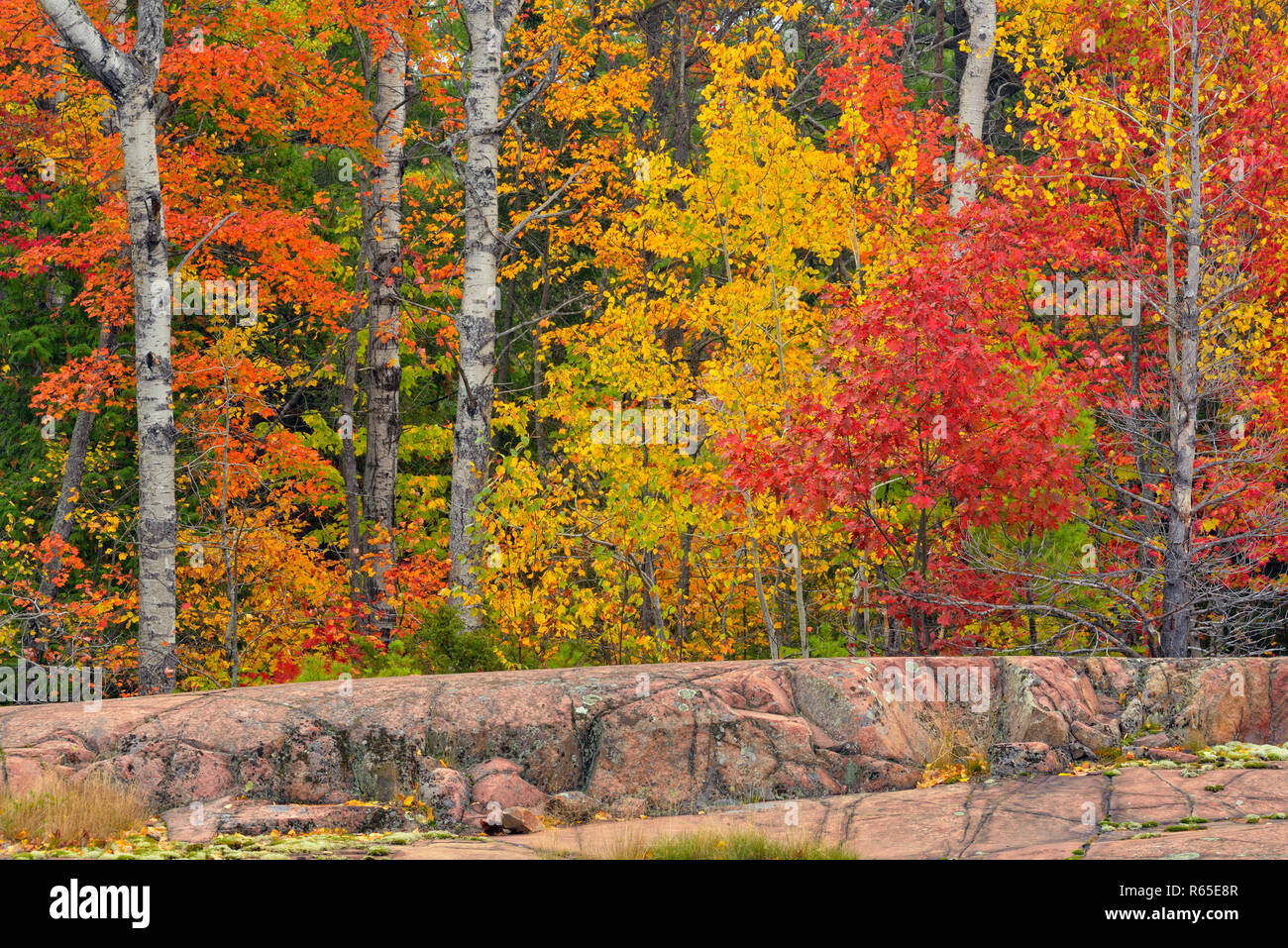 Granite outcrops and autumn trees on the Chikanishing Trail, Killarney ...