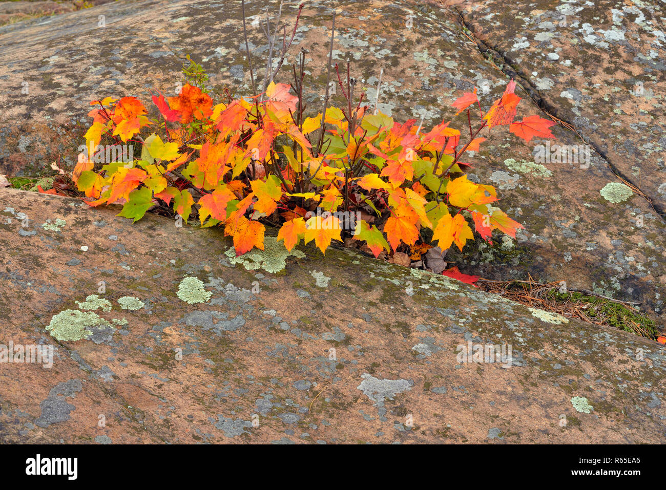 Granite outcrops and autumn trees on the Chikanishing Trail, Killarney ...