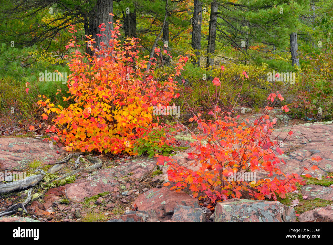 Granite outcrops and autumn trees on the Chikanishing Trail, Killarney ...
