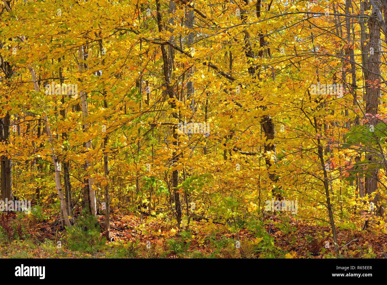Sugar maple forest hi-res stock photography and images - Alamy