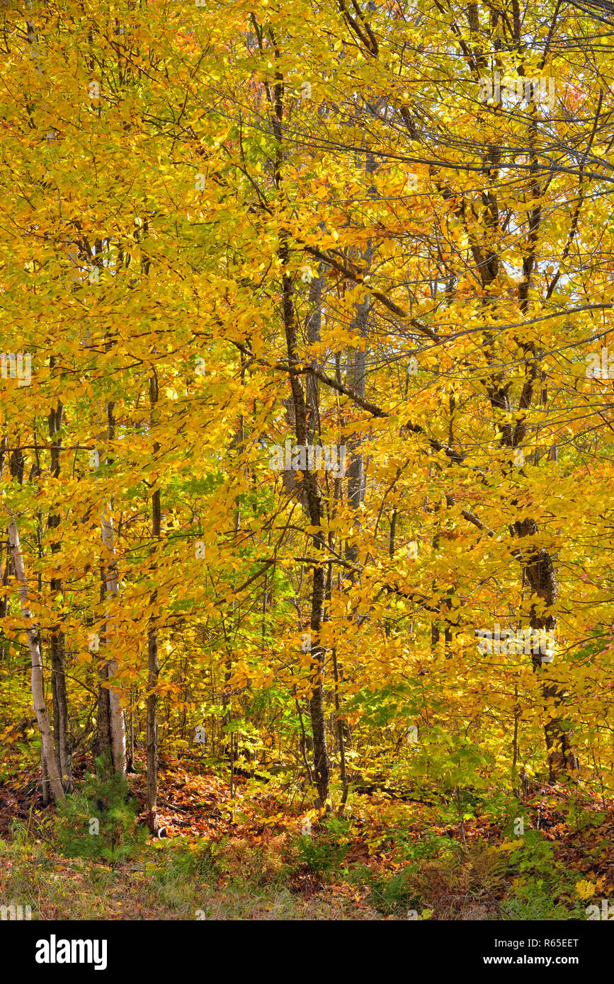 Sugar maple forest hi-res stock photography and images - Alamy
