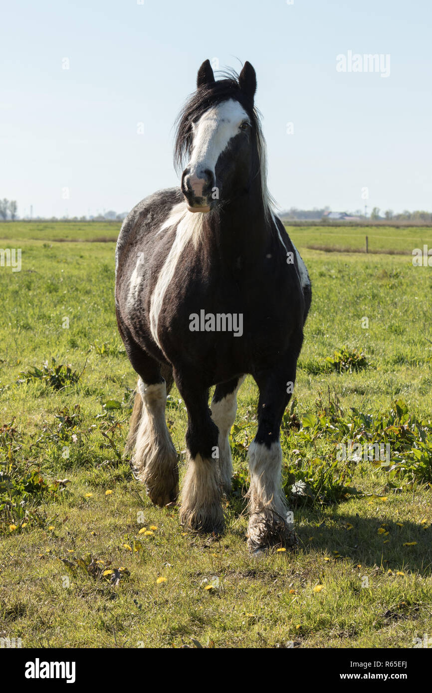 Irish tinker pony hi-res stock photography and images - Alamy