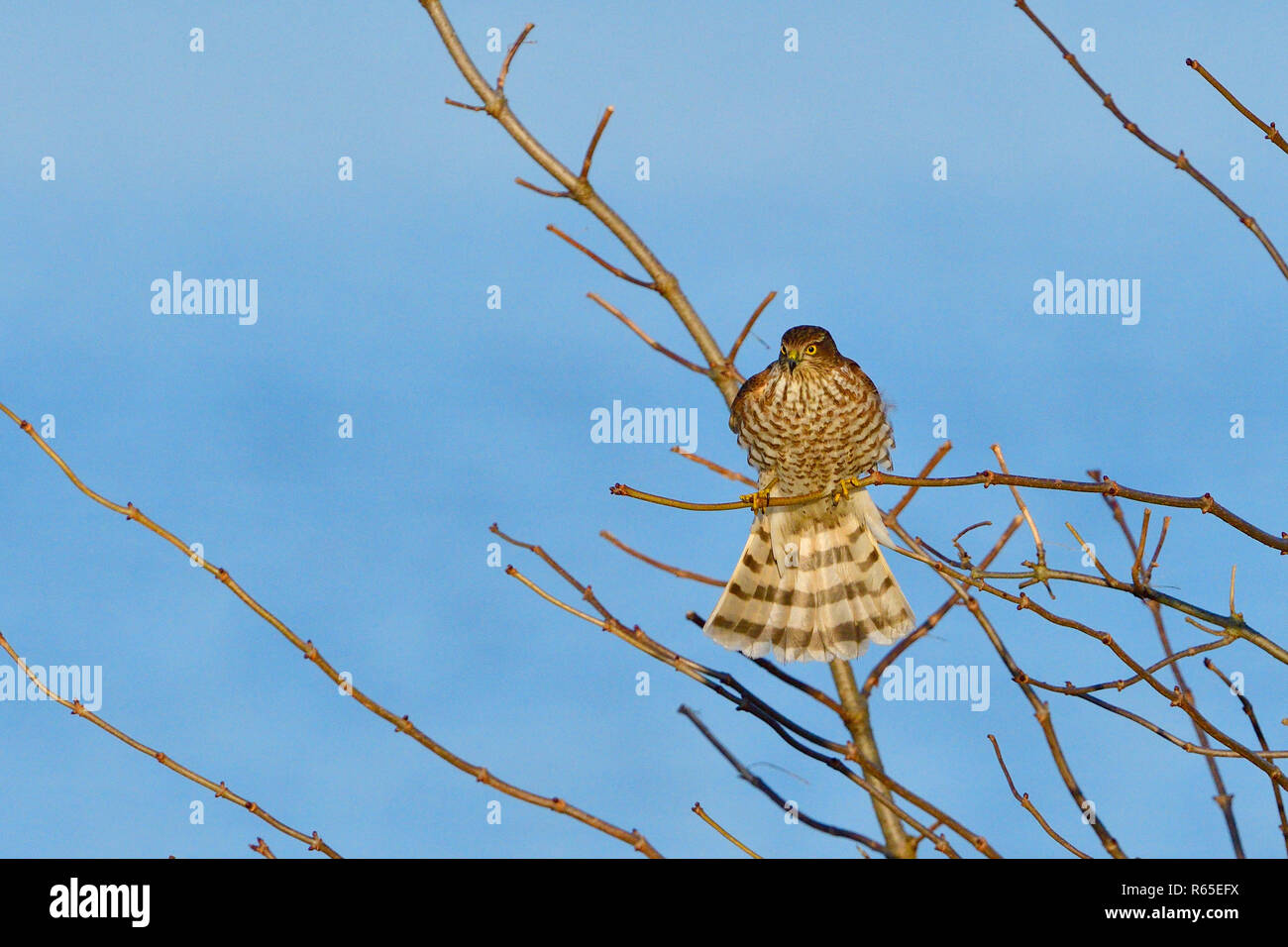 First winter birds hi-res stock photography and images - Alamy