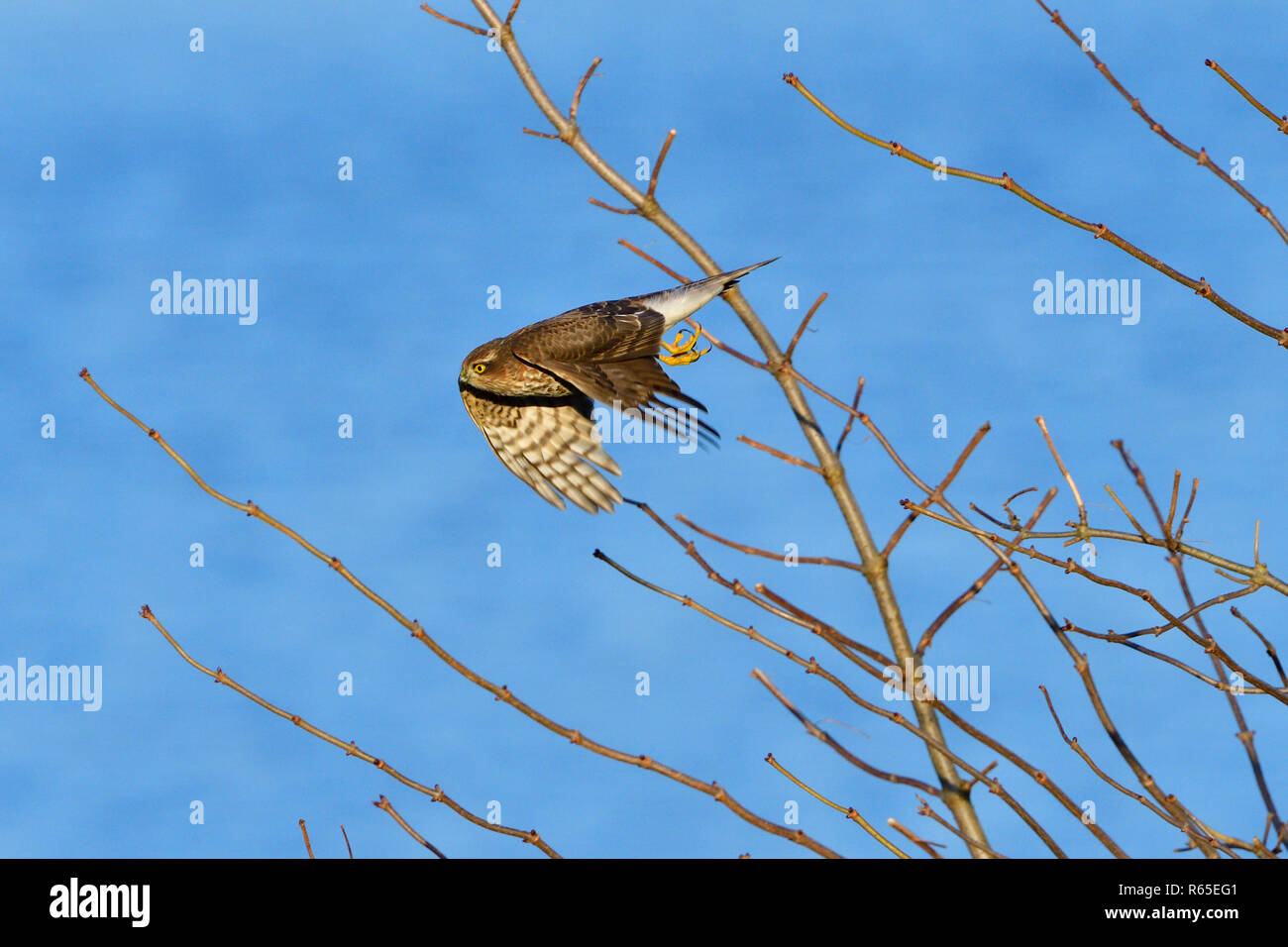 sparrowhawk in youth dress in his first winter Stock Photo - Alamy
