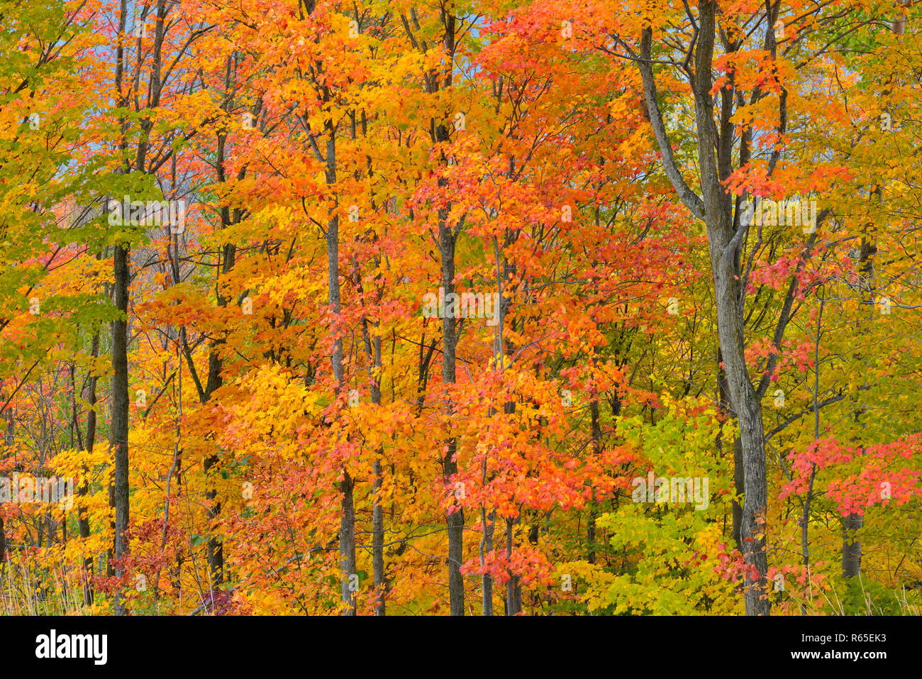 Climax community maple hi-res stock photography and images - Alamy