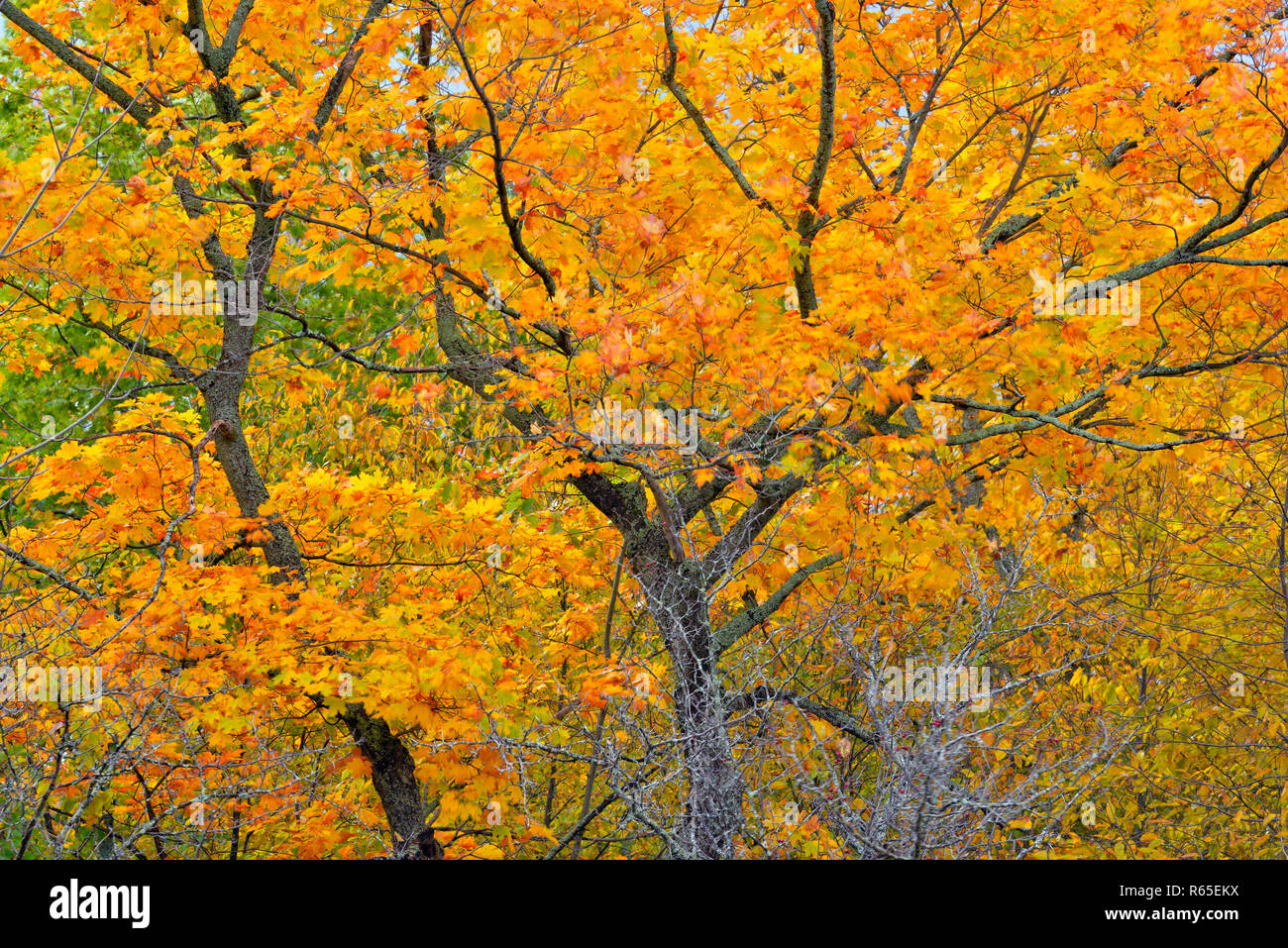 Sugar maple tree in autumn, Manitoulin Island, Ontario, Canada Stock ...