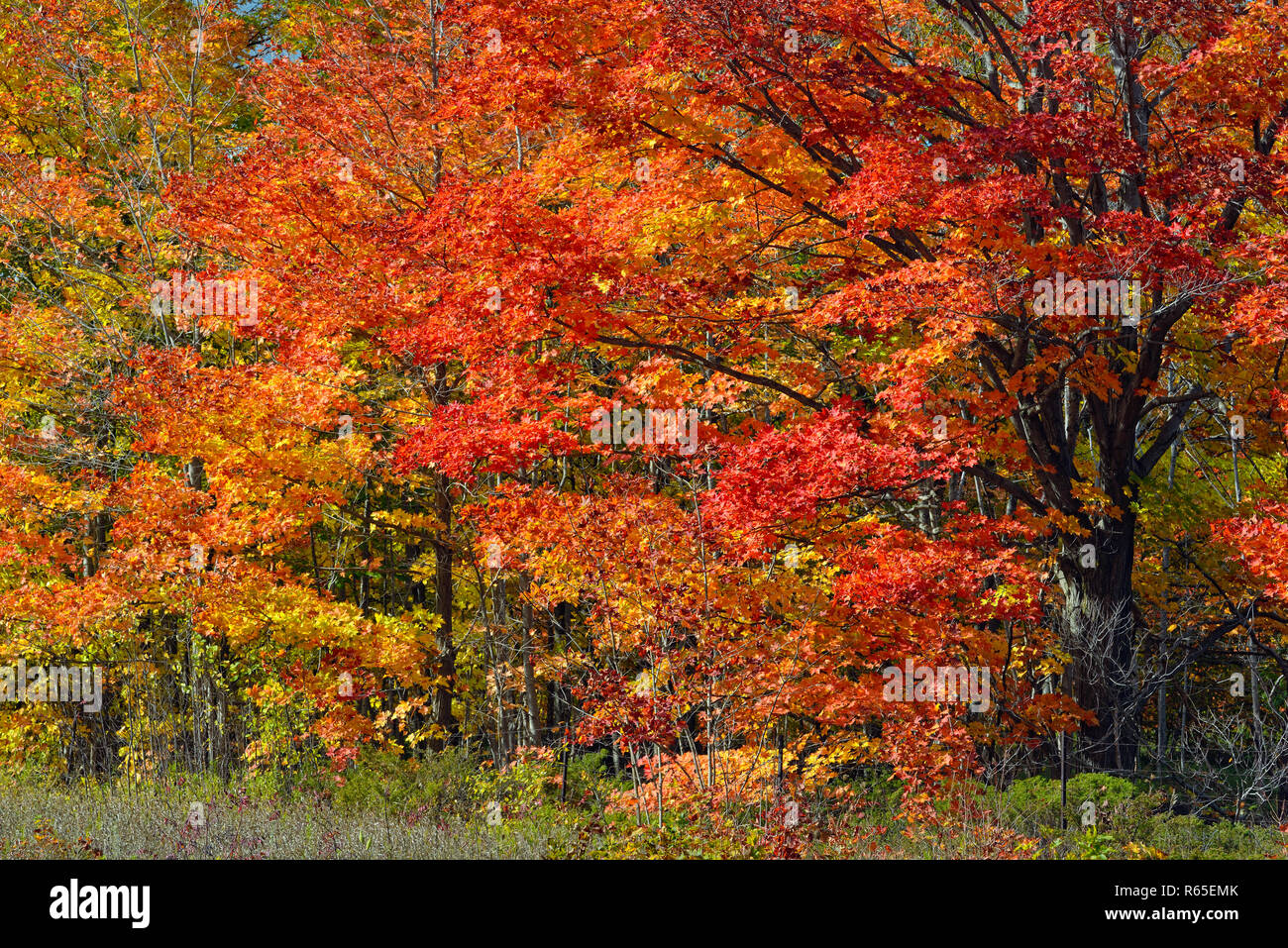 Roadside maple trees in autumn, Manitoulin Island, Ontario, Canada Stock Photo - Alamy