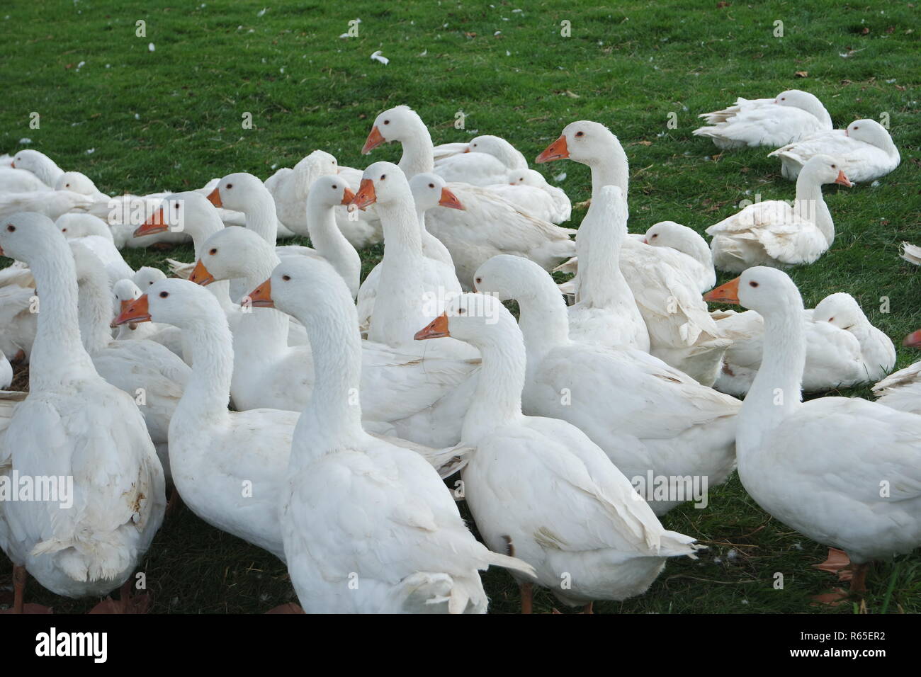 Live geese hi-res stock photography and images - Alamy