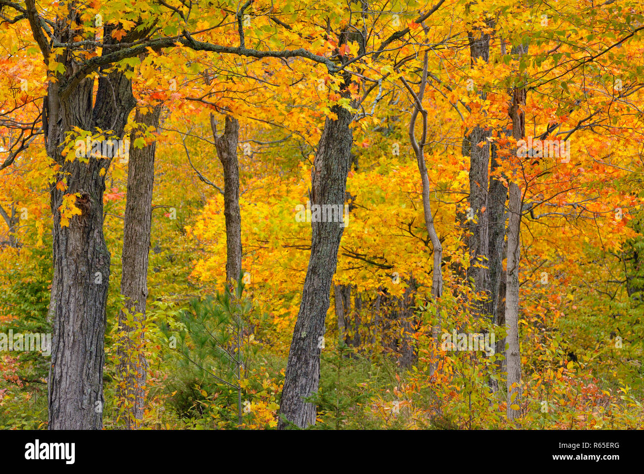 Sugar maple trees in autumn with juniper in the understory, Manitoulin ...