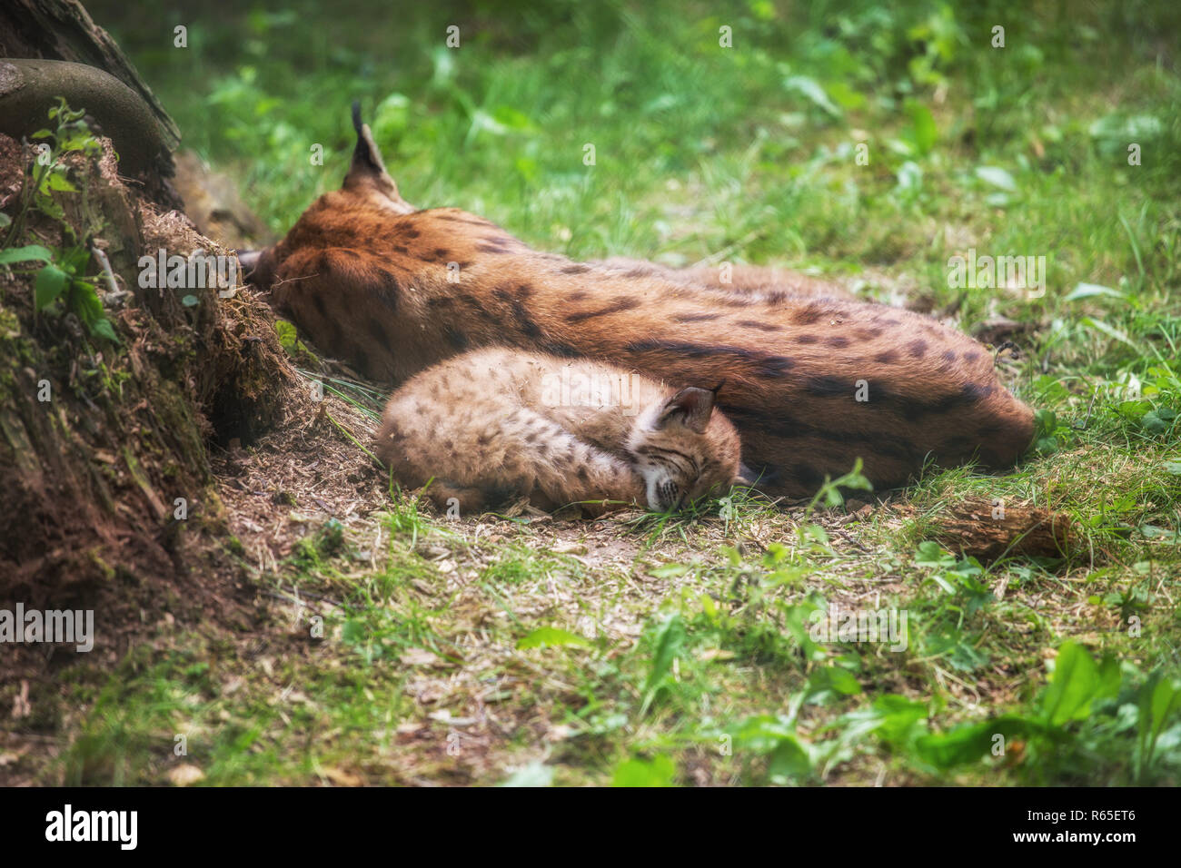 Lynx cub portrait hi-res stock photography and images - Alamy