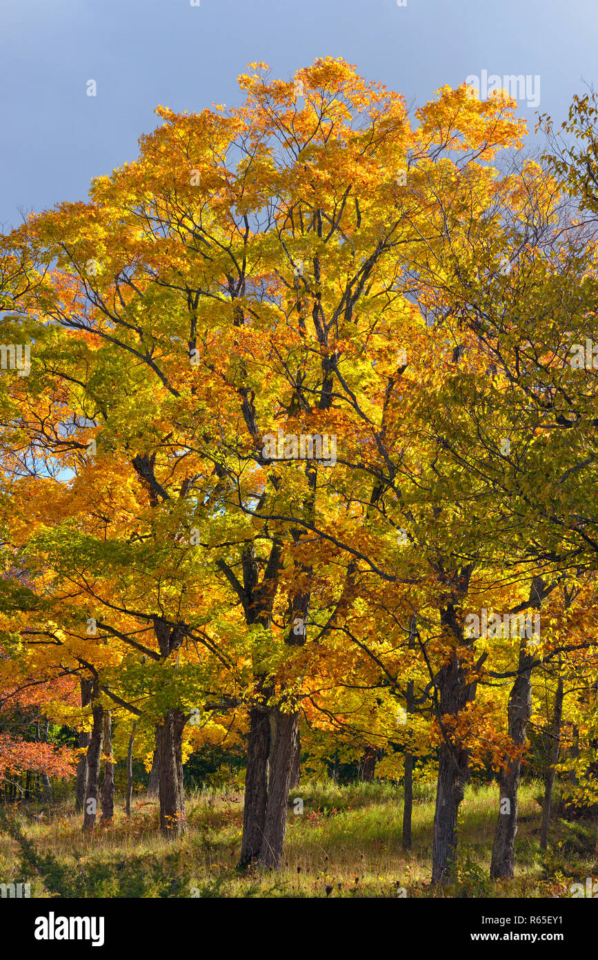 Sugar maple trees in autumn with juniper in the understory, Manitoulin ...