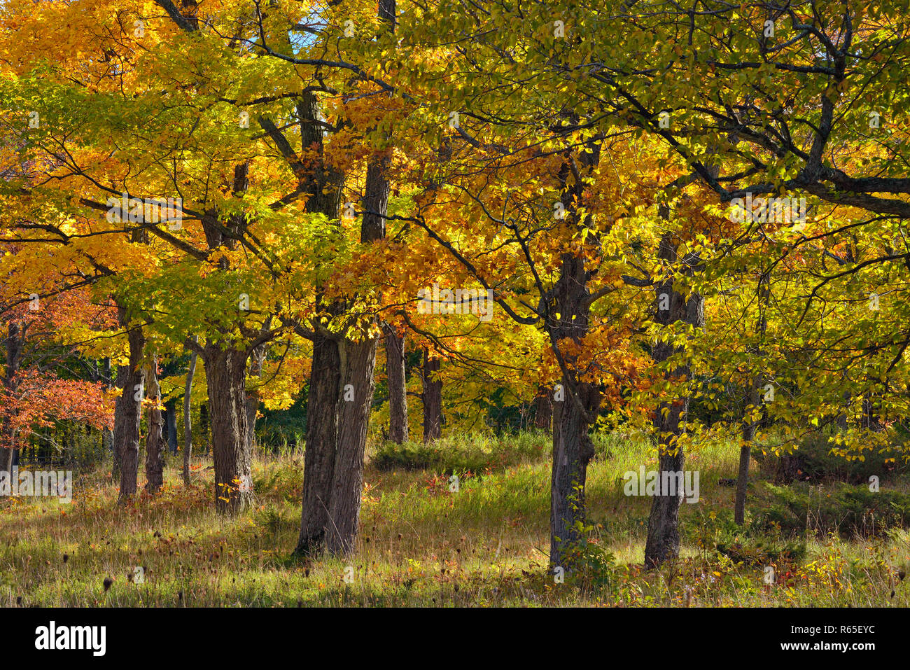 Sugar maple trees in autumn with juniper in the understory, Manitoulin ...
