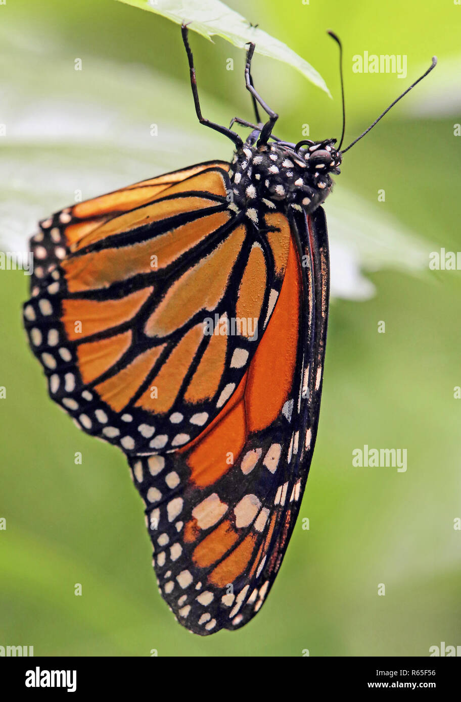 african monarch danaus chrysippus Stock Photo - Alamy