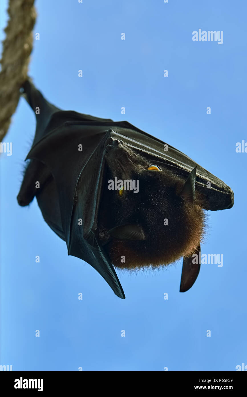 Large Flying Fox Stock Photo - Alamy