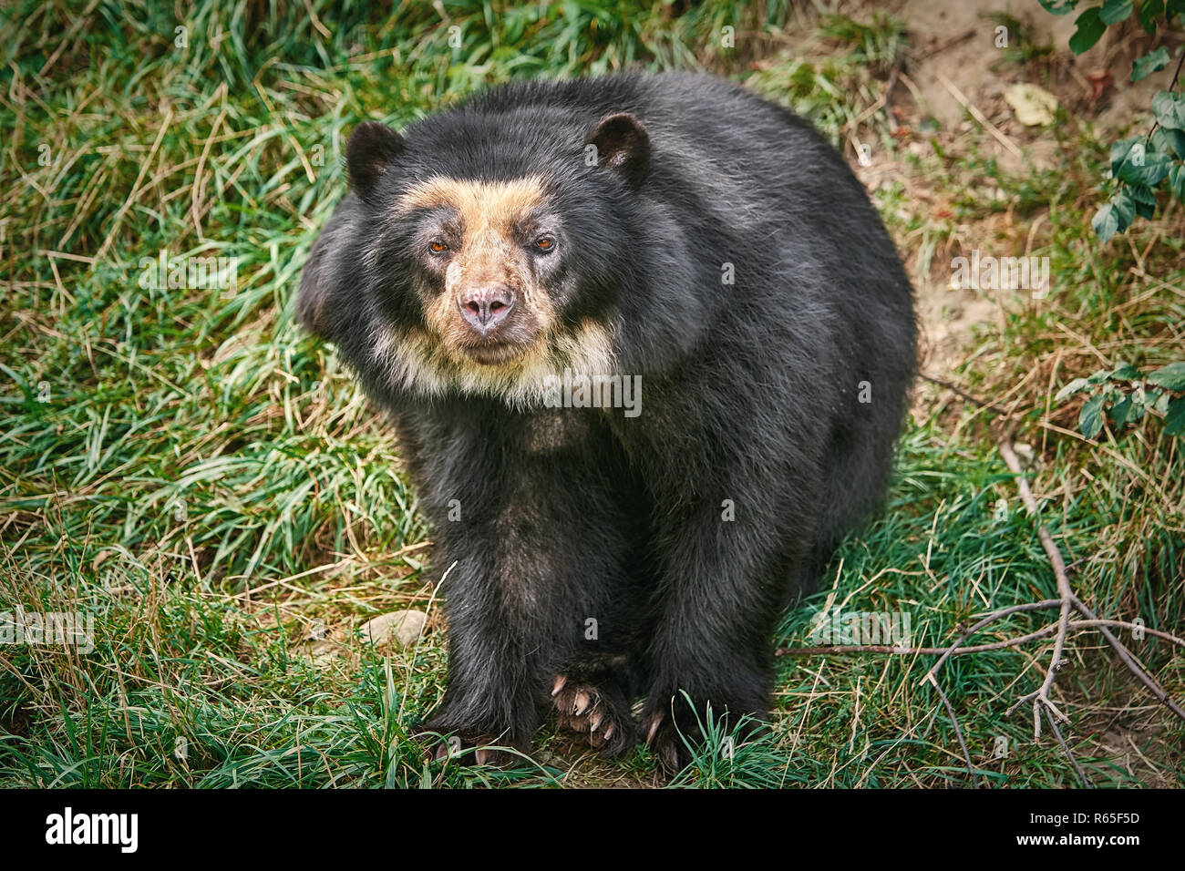 Asian black bear
