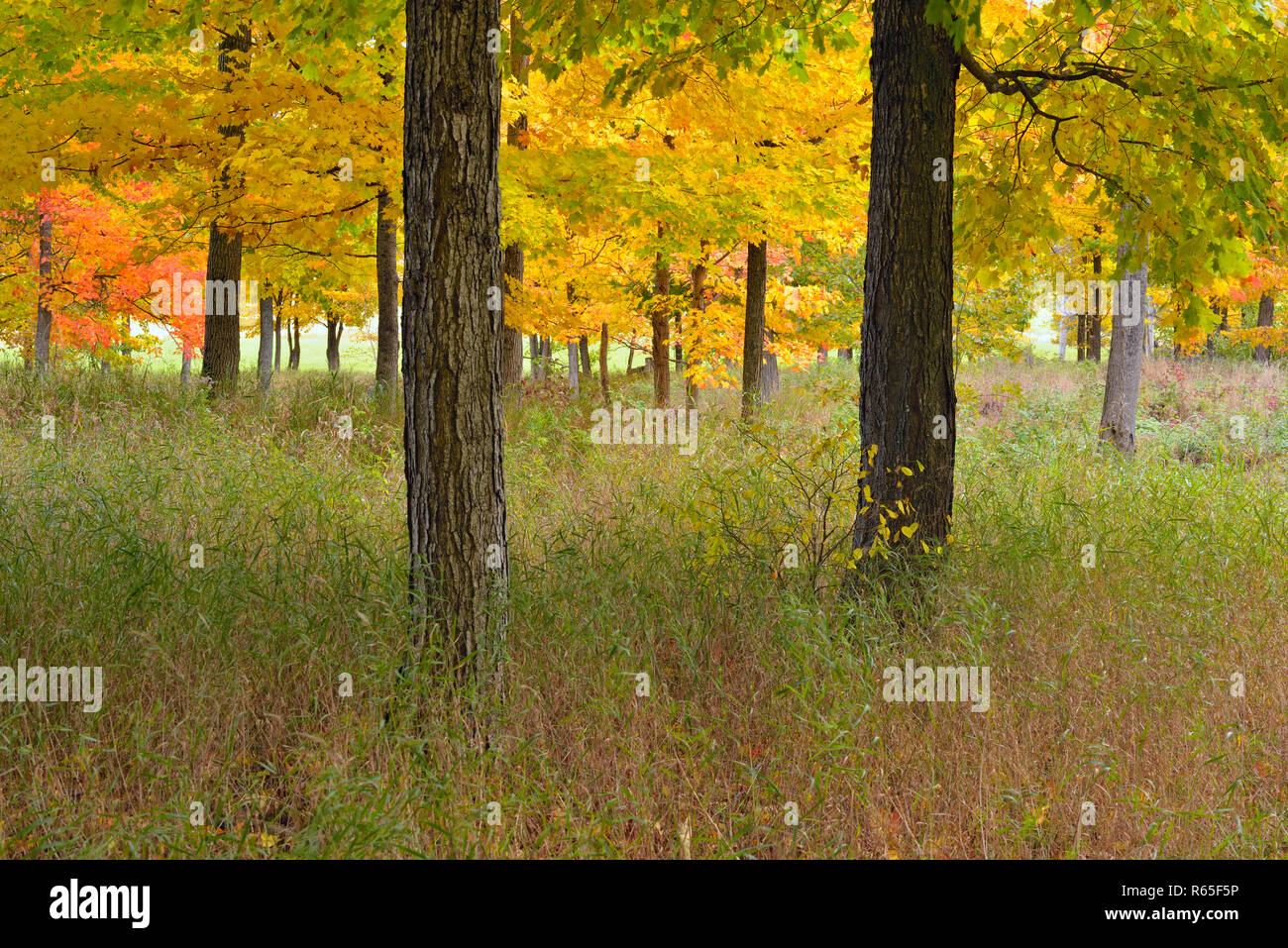 A grove of maple trees in autumn, Manitoulin Island, Ontario, Canada ...