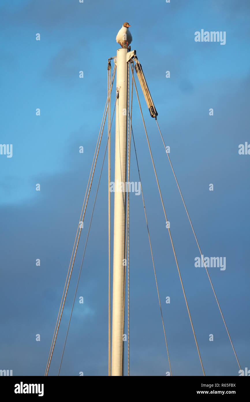 High position hi-res stock photography and images - Alamy