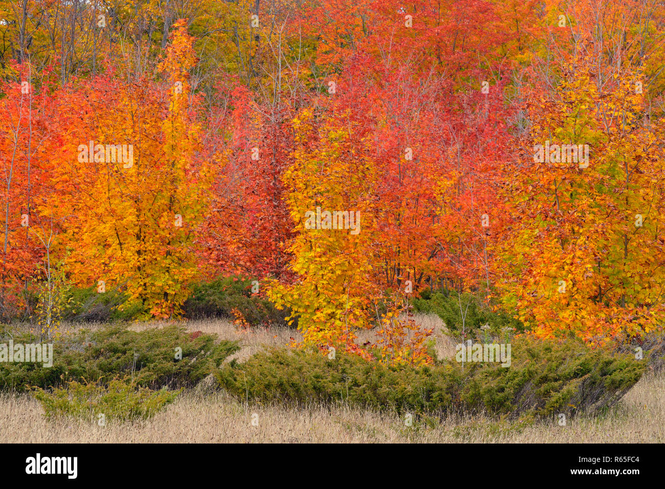Maple trees in autumn lining a pasture with juniper bushes, Manitoulin ...