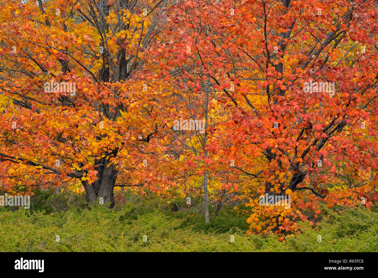 Fall foliage pasture maple trees hi-res stock photography and images ...