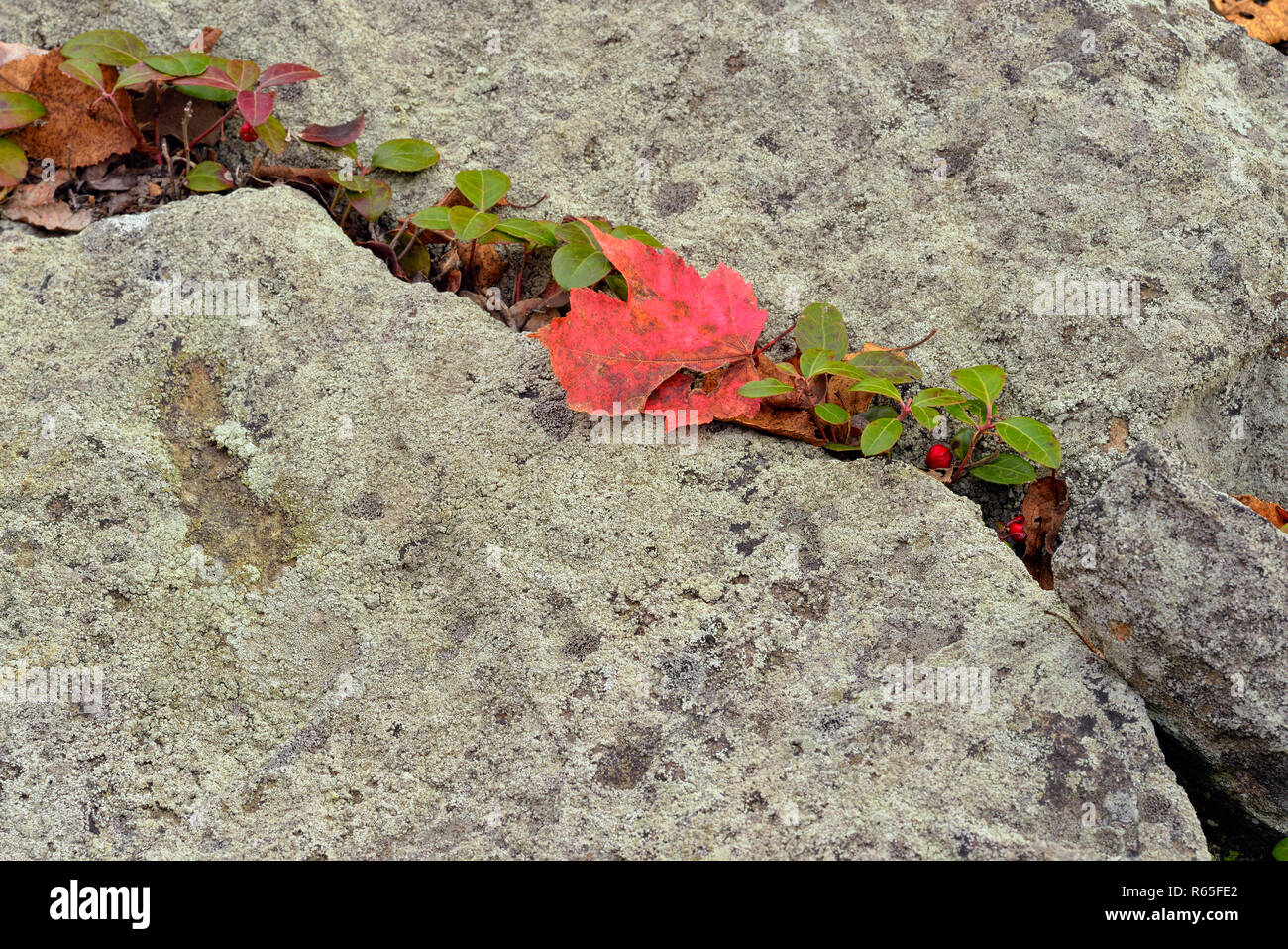 Cracks in rock hi-res stock photography and images - Alamy