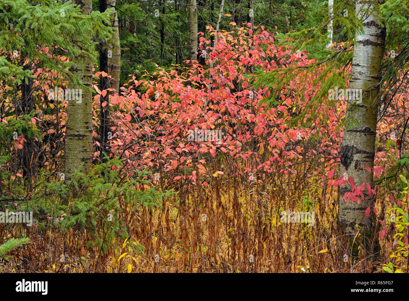 Northern wild raisin shrub in autumn colour with aspen tree trunks ...